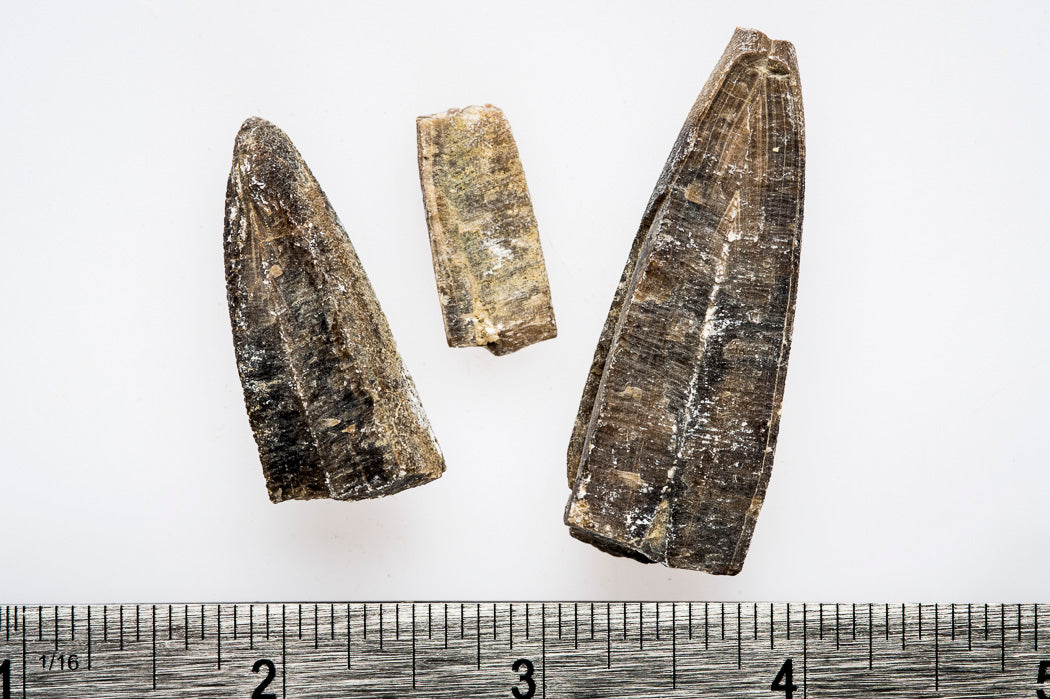 Belemnites – Brscientific